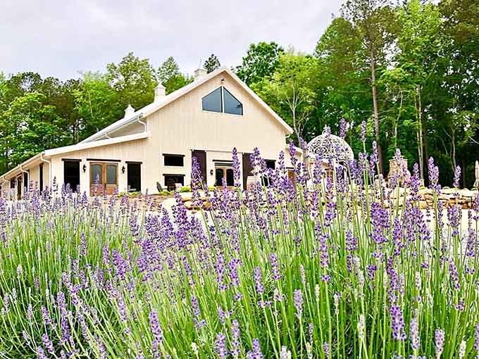 Purple dreams meet Carolina pines in a scene that'll make your heart skip a beat.