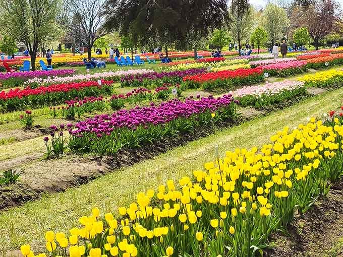 Row after row of pure color, proof that Michigan's spring game is absolutely undefeated.