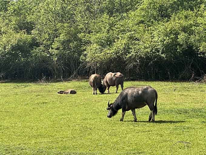 Wildebeest grazing peacefully on open Georgia green, looking like a scene borrowed straight from the Serengeti.