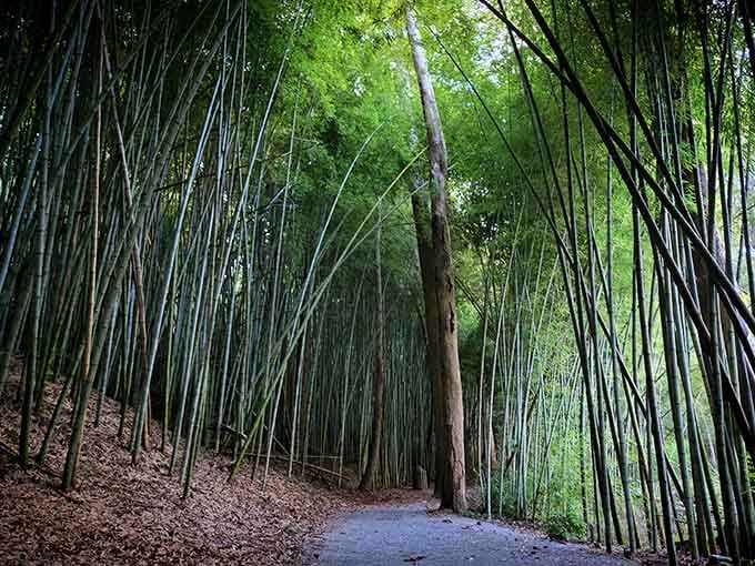Nature's skyscraper convention, where bamboo stalks shoot skyward and make you feel wonderfully, gloriously small.