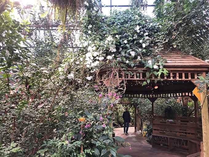 Stroll through a lush, green indoor paradise and discover a charming wooden gazebo nestled under beautiful blooming white flowers.
