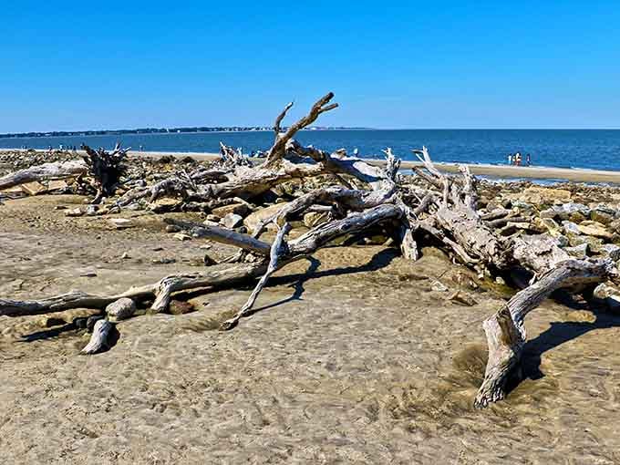 Nature's own sculpture garden, where bleached giants rest on Georgia sand like ancient storytellers.