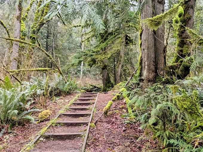 A forest path so serene and green, even your most stressed coworker would finally exhale.