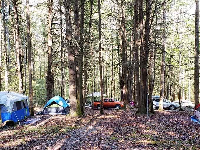 Multiple tents tucked among tall trees prove that good company needs very little square footage.