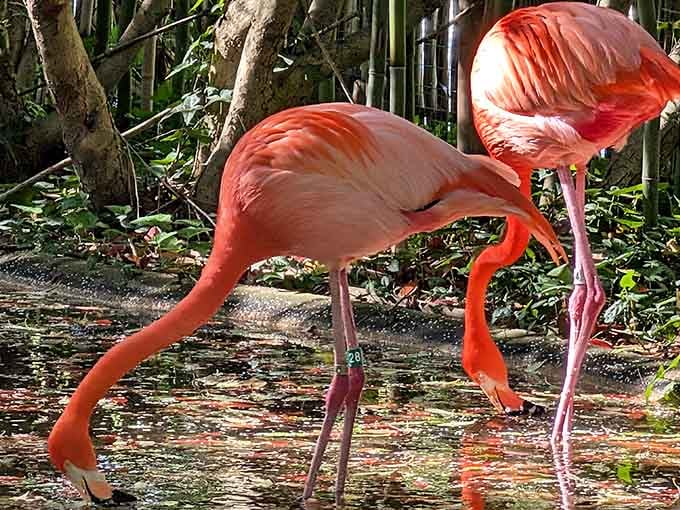 Two flamingos walk into a pond, and suddenly every other bird feels deeply underdressed for the occasion.