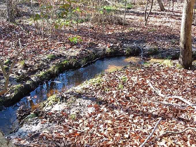 When a trail promises pathways, it delivers exactly that—no false advertising in these Maryland woods.