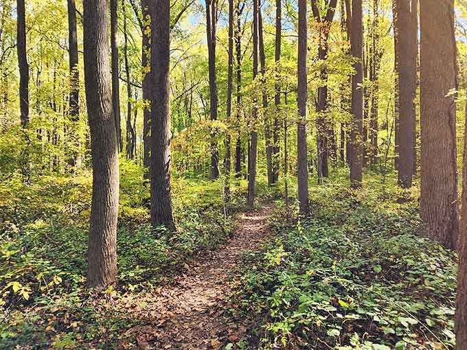 When sunlight filters through the canopy like nature's own spotlight, you know you've found something special.