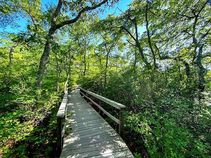 Nature's welcome mat, where twisted roots and leaf-covered steps invite you deeper into the magic.