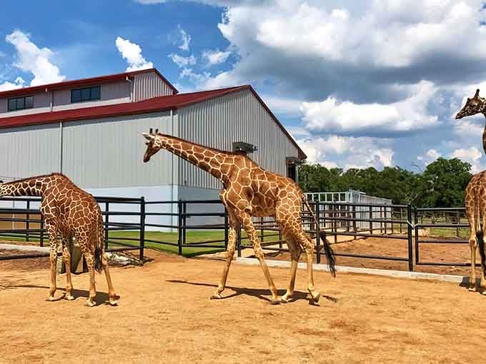 Three reticulated giraffes stroll their paddock like they own the place, because honestly, they do.
