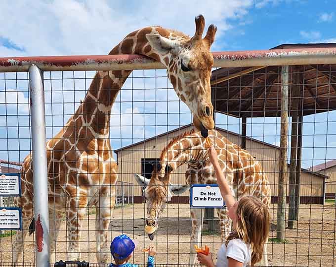 Nothing says "Michigan adventure" quite like a giraffe leaning down to say hello to delighted visitors below.
