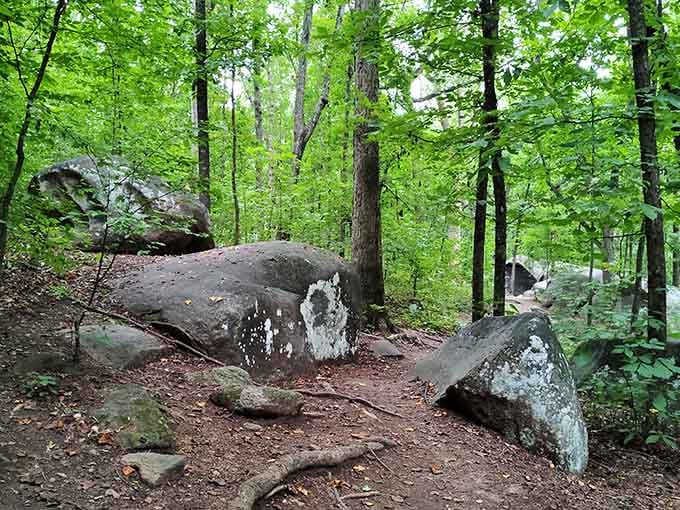 Lichen-covered boulders tucked between towering trees remind you that nature has been here long before we arrived.