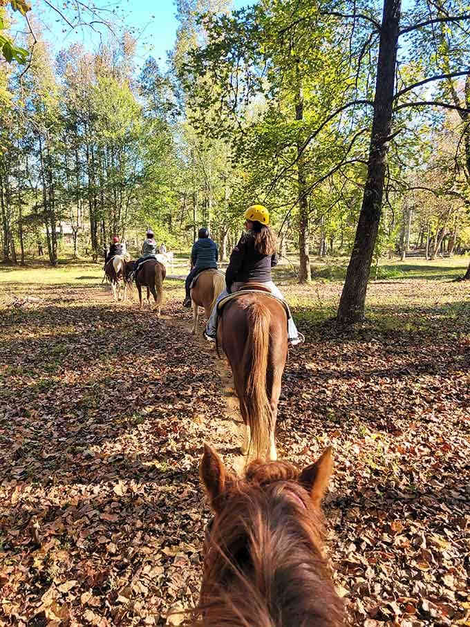 Autumn in the saddle: where Georgia's mountain trails turn into a rolling masterpiece of gold and copper.