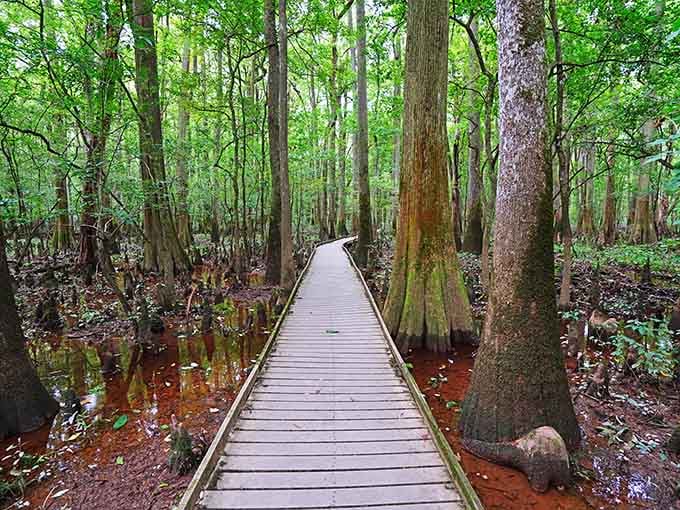 That boardwalk isn't going to walk itself, and trust us, you'll want to follow it.