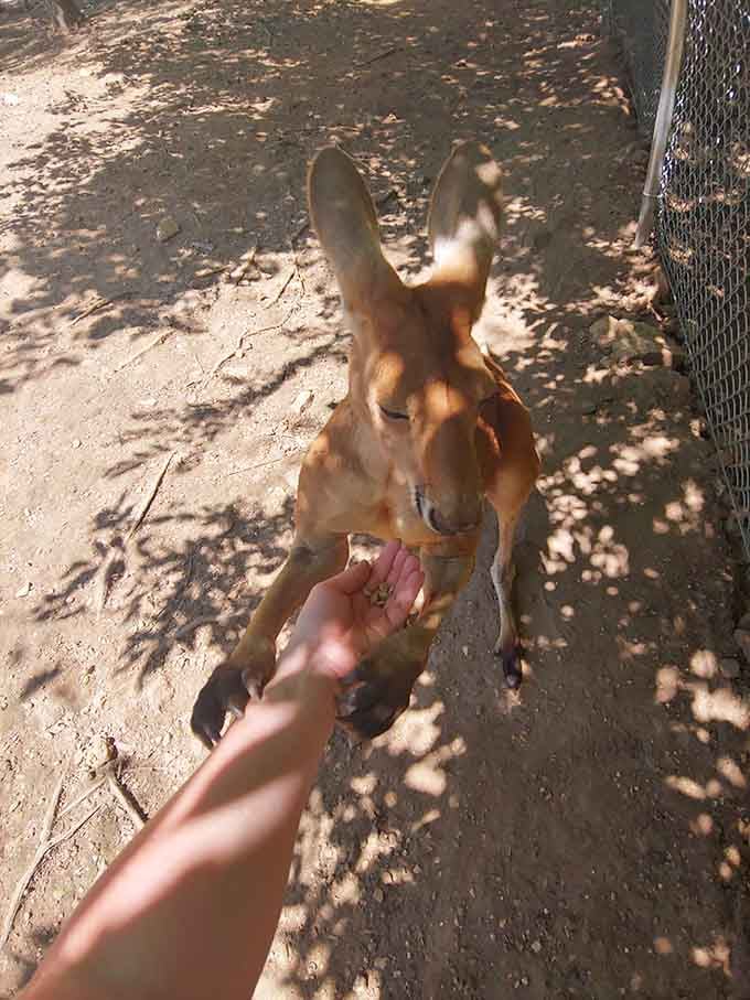 Nothing says "Missouri adventure" quite like a kangaroo eating from your hand like you're old friends.