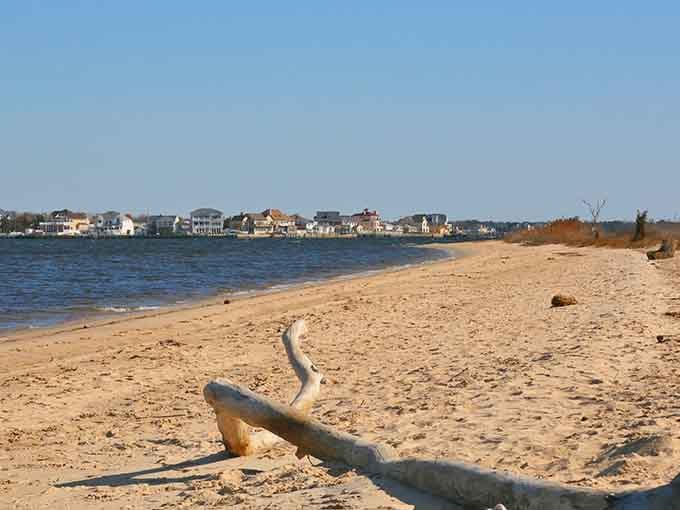 That driftwood isn't posing for Instagram, it's been perfecting that look for decades on Barnegat Bay.