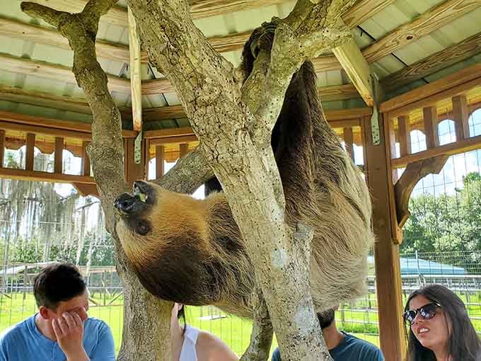 That sloth is hanging upside down like it owns the place, because honestly, it does.