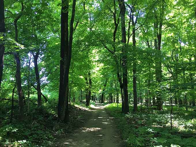 Cathedral-like canopies and dappled sunlight create nature's own stained glass windows along these peaceful trails.