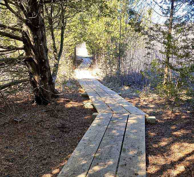 This wooden boardwalk through the forest is basically nature's version of a moving walkway, minus the airport stress.