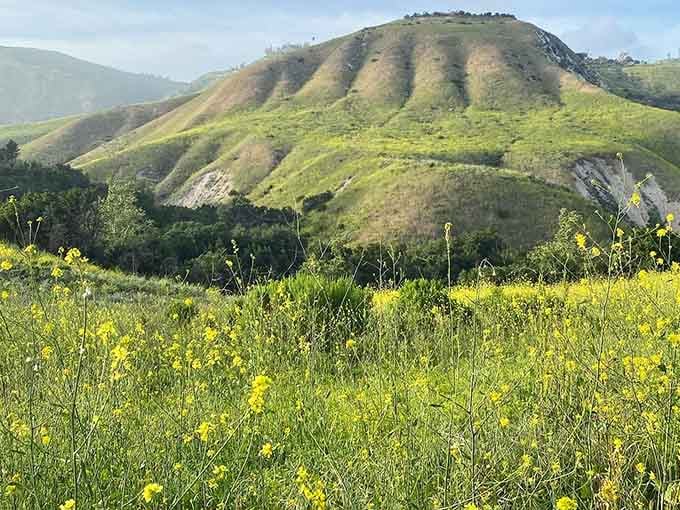 Yellow wildflowers carpet the hillside like nature decided to redecorate, and honestly, the results are stunning.