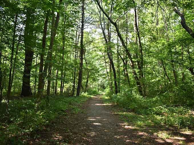 Sunlight filters through a canopy of bright green leaves, turning this simple trail into a genuinely gorgeous summer stroll.