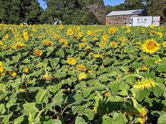 A sea of golden heads stretching toward the sky, Bush-N-Vine Farm proves South Carolina has serious sunflower game.