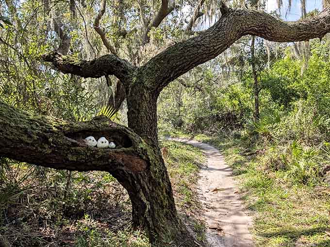 That gnarly oak has seen this land transform from industrial site to paradise, standing guard like Florida's wisest elder.
