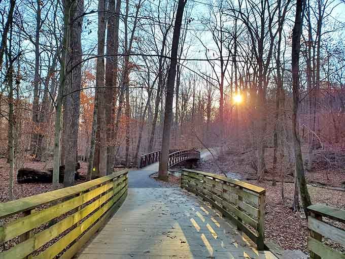 Wooden boardwalks wind through trees, turning a simple walk into something you'll talk about for weeks.