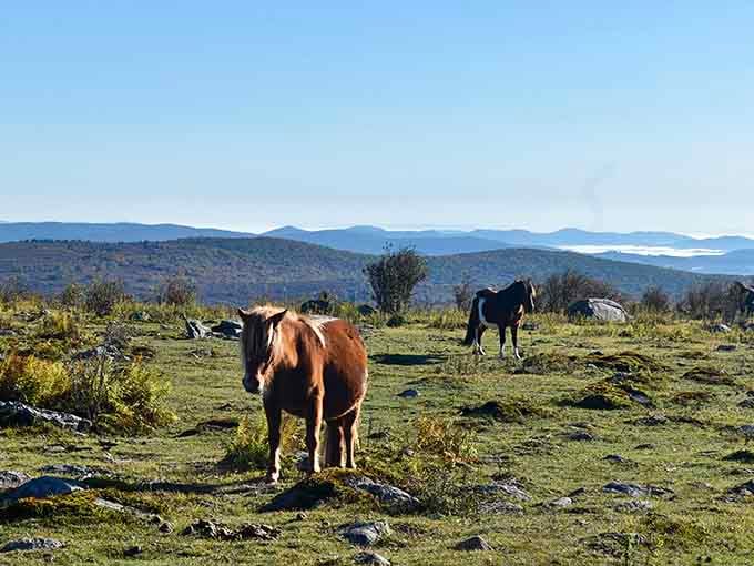 Those rolling hills and wild ponies grazing freely? That's not Scotland—it's Virginia, and your passport can stay expired.