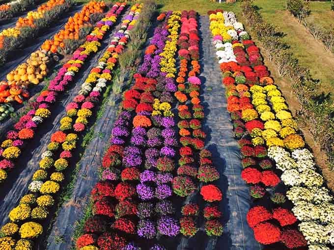 From above, these mums look like nature's own paint-by-numbers kit, proving farmers are artists with very colorful palettes.
