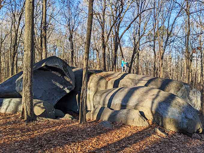Ancient granite rises from the forest floor like nature's own abstract masterpiece, demanding your full attention.