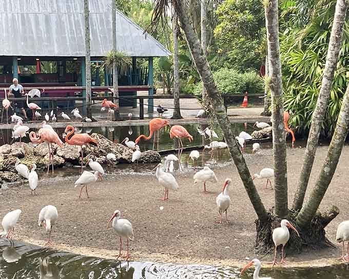 Flamingos, ibises, and tropical greenery all sharing one pond like the world's most elegant neighborhood block party.