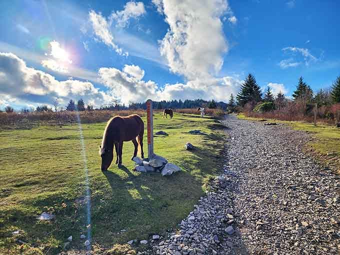 That pony's living its best life, completely unbothered by your Monday morning stress back in the office.