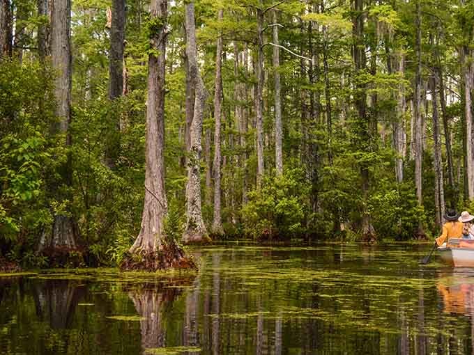 Paddling through Cypress Gardens feels like floating inside a painting that nature forgot to finish.