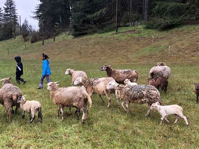 Rolling pastures, grazing sheep, and Douglas firs so tall they seem to be holding up the sky.