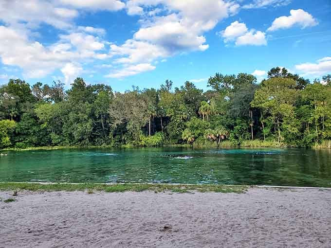 Nature's own infinity pool, no membership required. Alexander Springs delivers blue-green perfection straight from the earth.