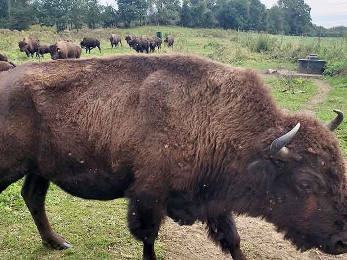 This thousand-pound bull isn't posing for your photo, but he's doing it anyway, magnificently.