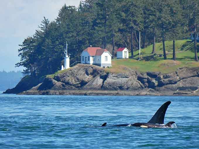 The lighthouse has guided ships since 1919. Now it photobombs every perfect orca picture you'll ever take.