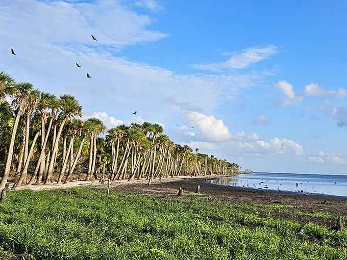 When nature decides to show off, this is what happens—endless wetlands meeting endless sky in perfect harmony.