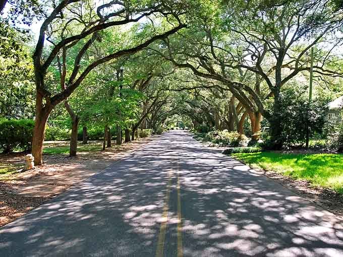 Nature built this oak canopy over the road, and honestly, it shows off a little.