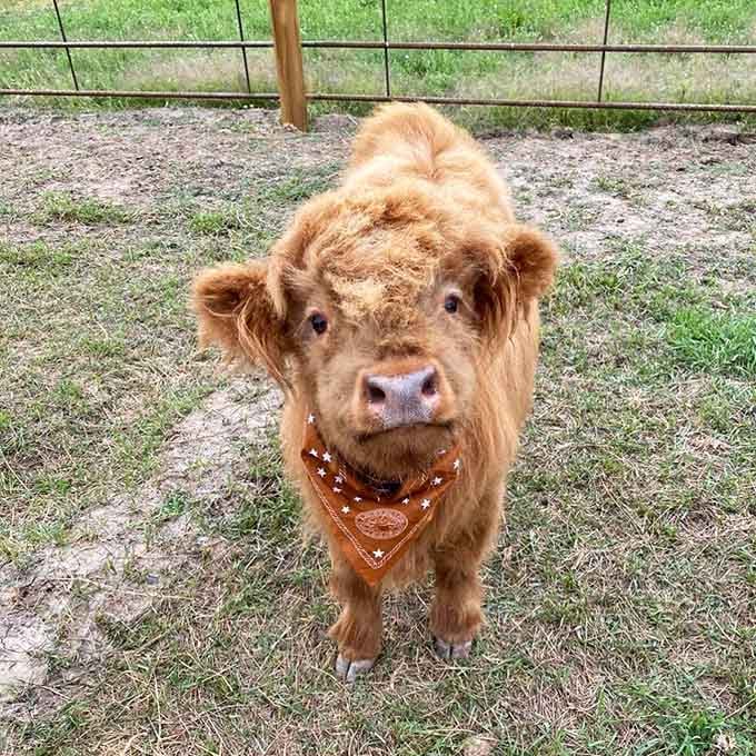 This fluffy baby cow wearing a bandana has more style than most humans attempting Western chic at Coachella.