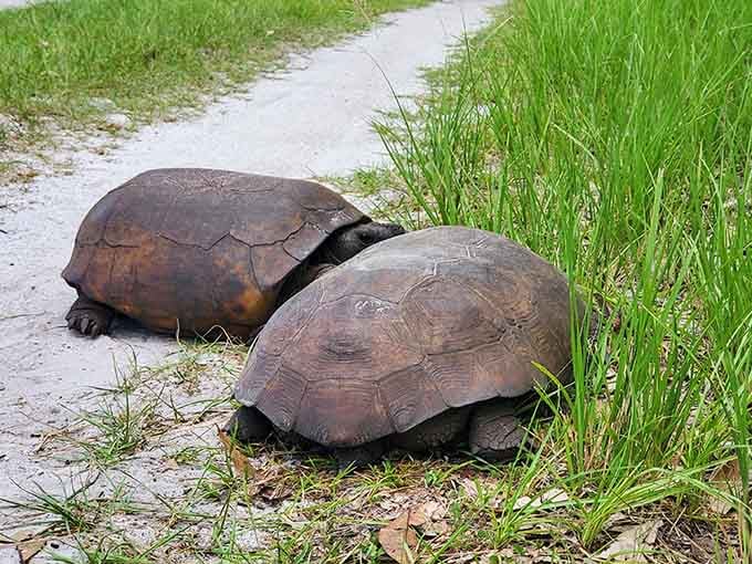 These gopher tortoises own the trails more than we do, so remember to yield right-of-way to the locals.