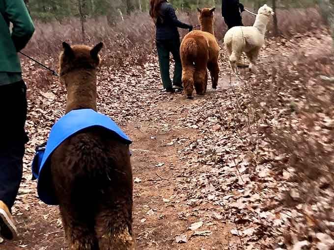 Walking alpacas through the woods is the kind of activity that fixes whatever was bothering you this morning.