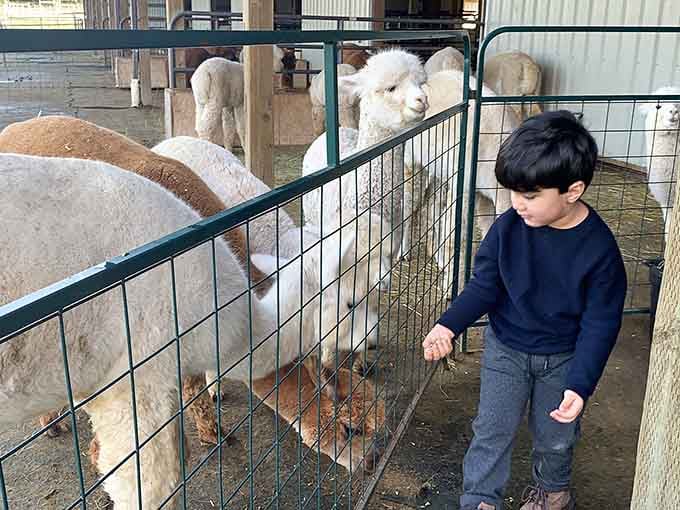 A young visitor discovers that feeding alpacas beats any video game hands down, every single time.