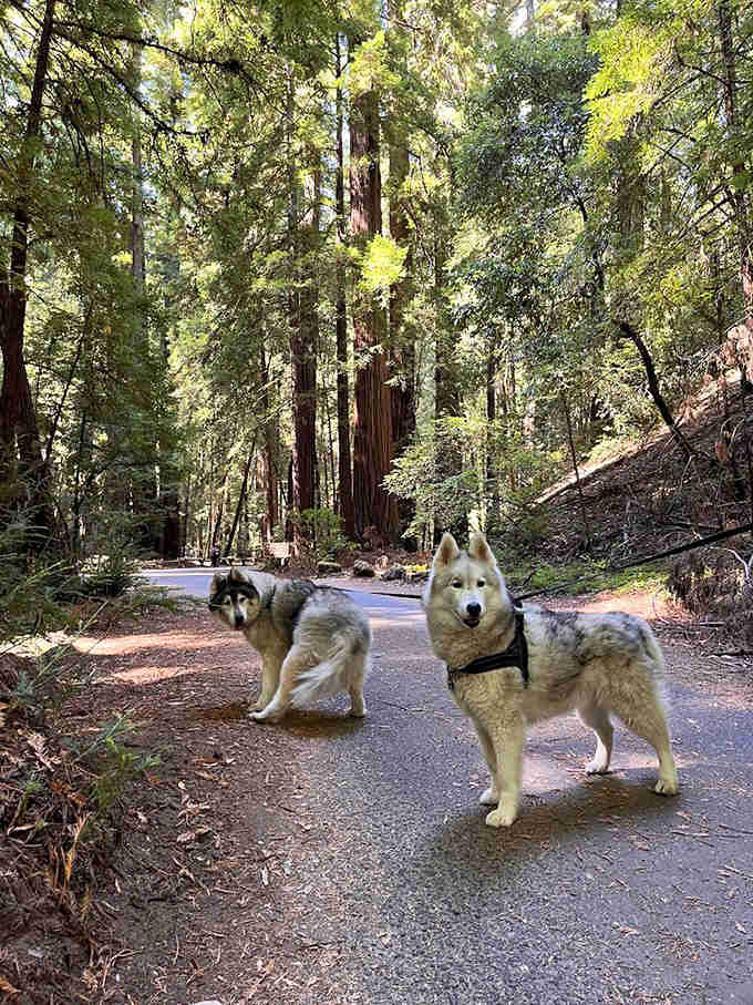 Two huskies pause on the trail, apparently deciding whether the ancient redwoods meet their very high personal standards.