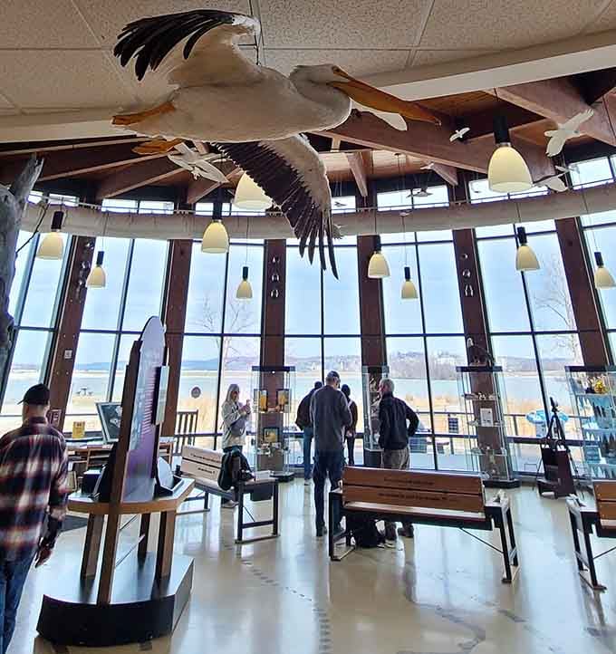 Visitors gather beneath a pelican display, proving that even indoor exhibits can inspire genuine wonder and smartphone photography sessions.