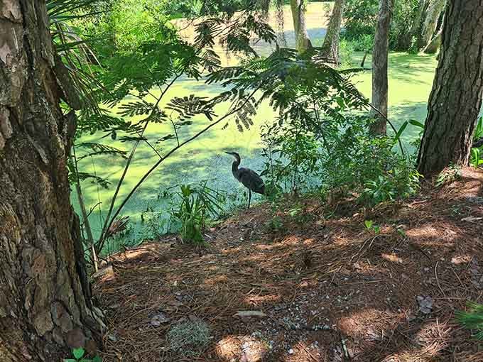 A great blue heron standing perfectly still at the water's edge, doing absolutely nothing and somehow being magnificent at it.