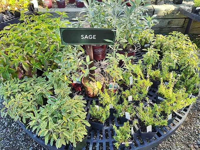 Fresh sage, neatly labeled, ready to go home with you. Your herb garden just got a serious upgrade.