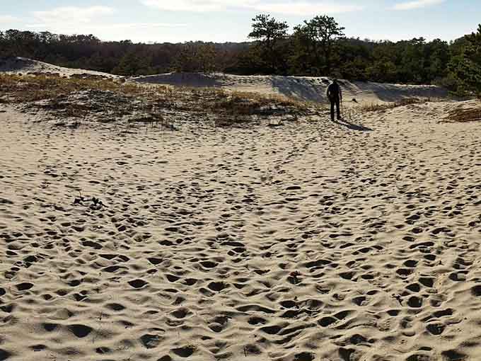 Where the forest meets the dunes and reminds you that Cape Cod contains multitudes, beautifully.