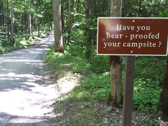 The forest has one rule posted right at the entrance, and honestly, it's a fair one.