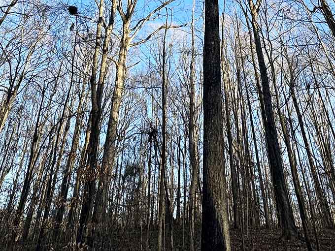 Bare winter trees stretch skyward in perfect formation, creating a cathedral of branches against a brilliant Carolina blue sky.